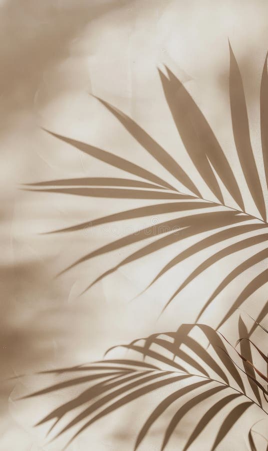 Shadow of a Palm Tree on a White Wall Stock Image - Image of building ...