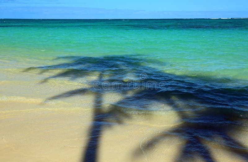 Shadow of palm trees stock photo. Image of ocean, landscape - 39759334