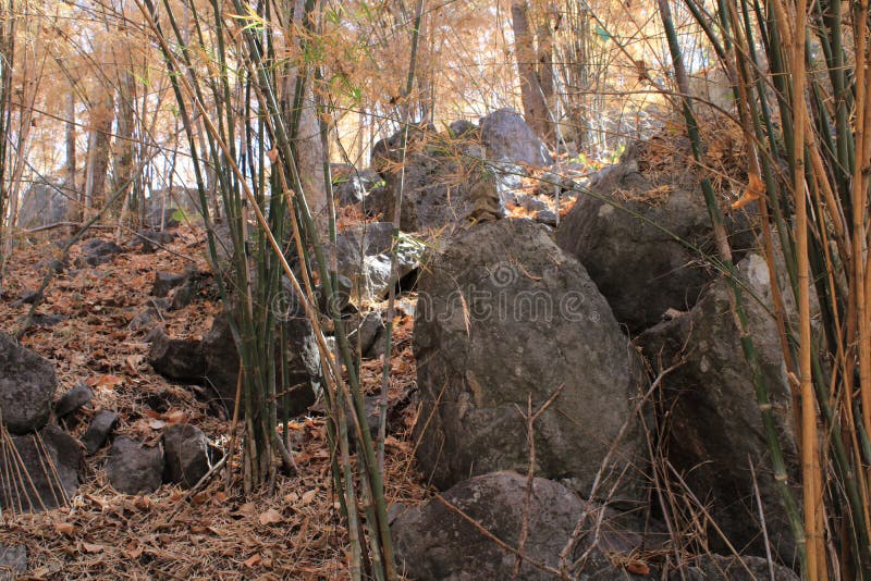 The Atmosphere of the Bamboo Forest with Rock. Stock Image - Image of ...