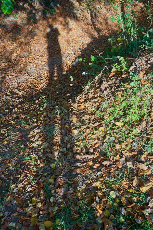 Shadow of a Man in the Forest on the Ground, Shadow from a Person in ...