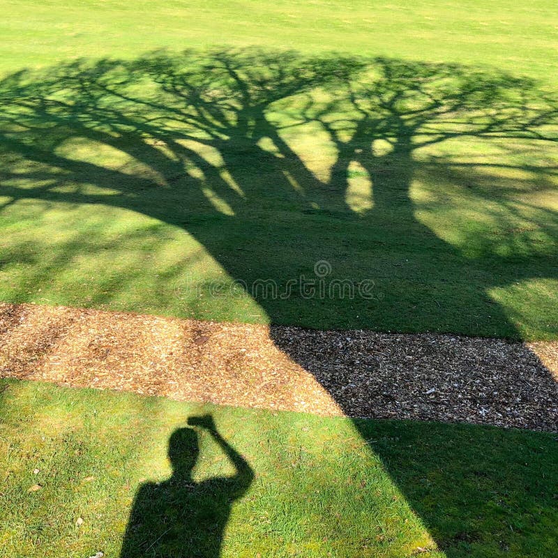 Shadow of a Person Taking a Photo of a Shadow of a Tree Stock Image ...
