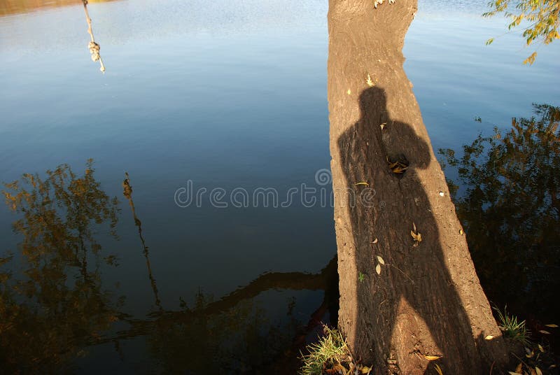 Shadow of a Photographer on a Tree Trunk. Stock Image - Image of lake ...