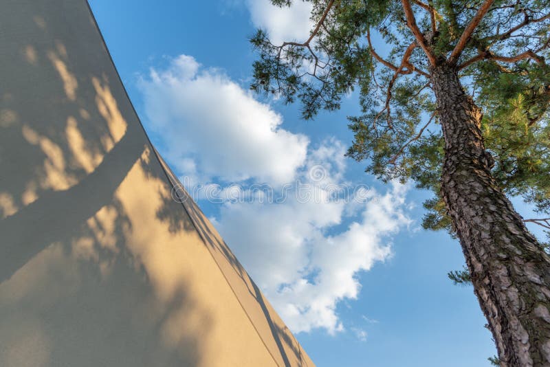 Shadow of a Pine Tree Cast on a Modern Building Wall Stock Photo ...