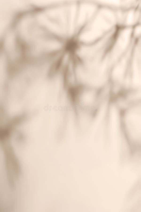 Shadow Pine Tree Solid Beige Wall Texture Background Stock Photos ...