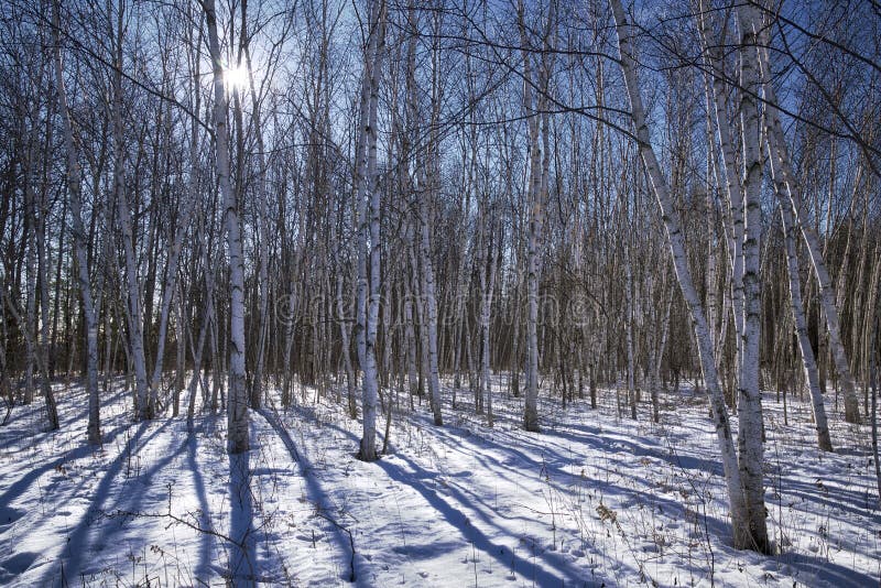 Shadow of the Pine Trees in the Forest in Winter. Sunlight Peeking ...