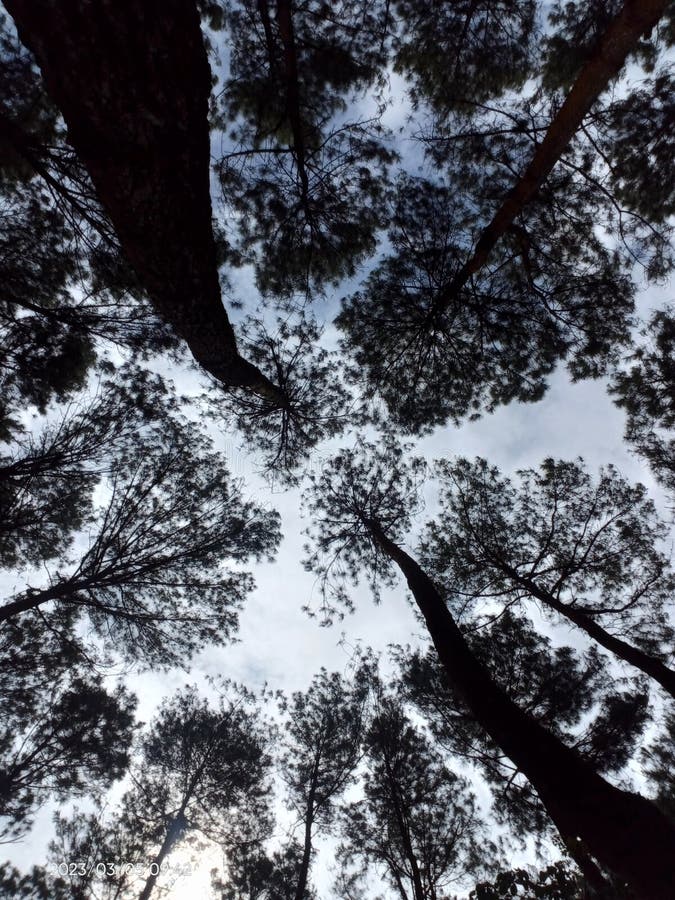 Shadow on the Pine Trees in the Jungle at the Morning Stock Image ...