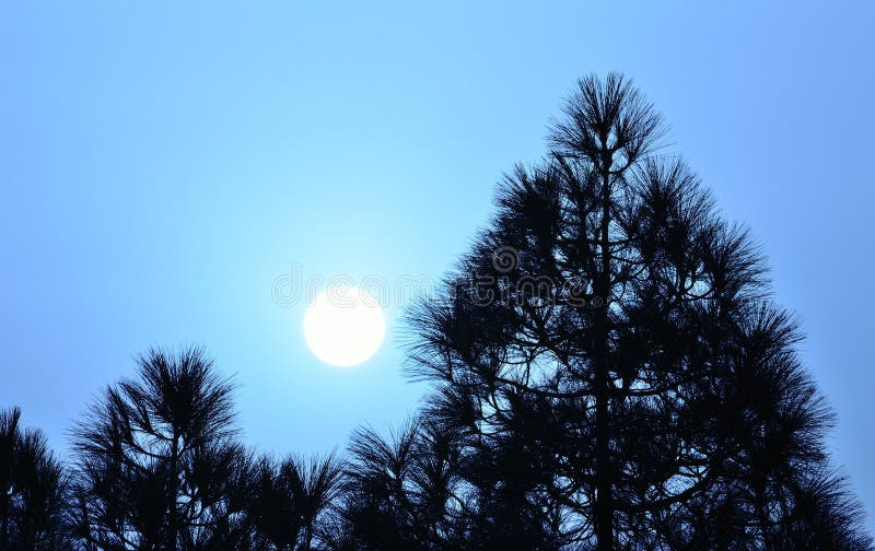 Shadow of Pines at Sunrise on Colored Sky Stock Image - Image of ...