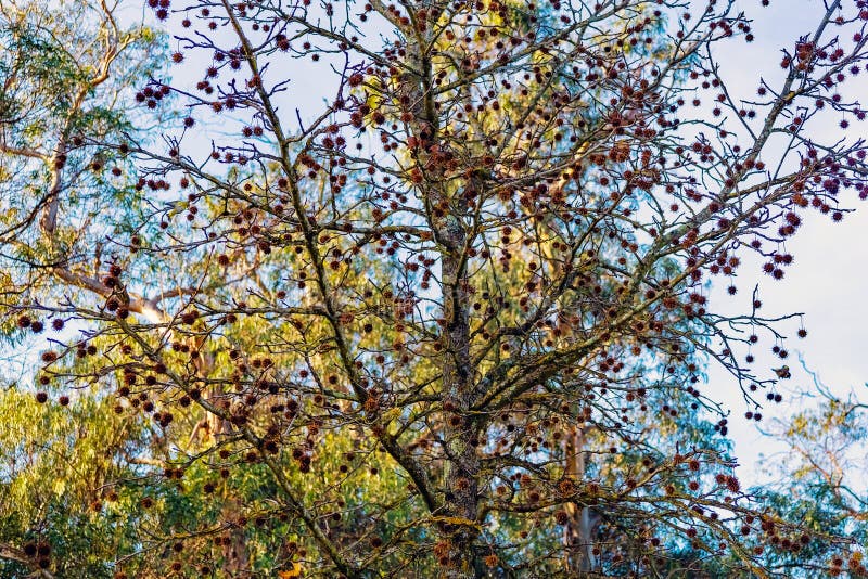 Shadow Plane Tree Loaded with Fruit Stock Photo - Image of loaded ...