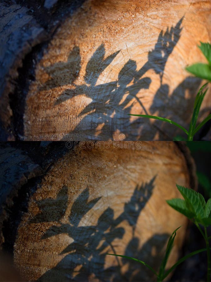 Shadow of the plant stock photo. Image of texture, sunshine - 84518710