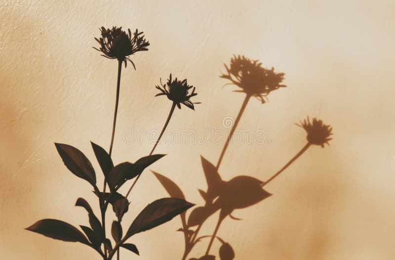 Shadow of a Plant on a Wall Stock Image - Image of source, projection ...