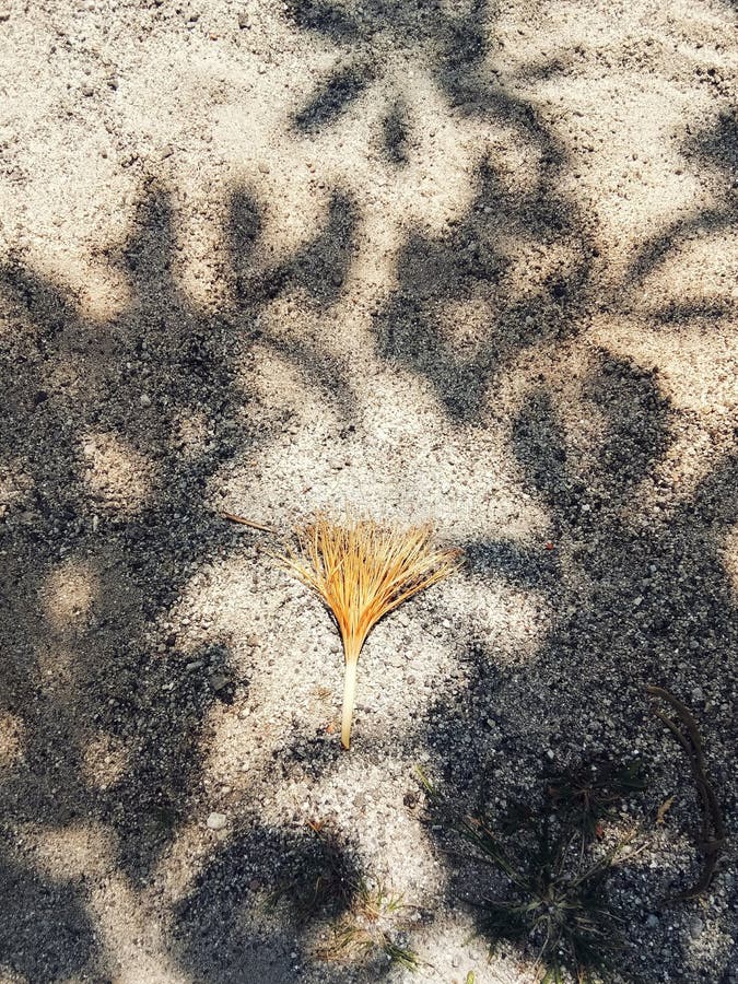 Shadow of Planting stock photo. Image of sunlight, planting - 272145004