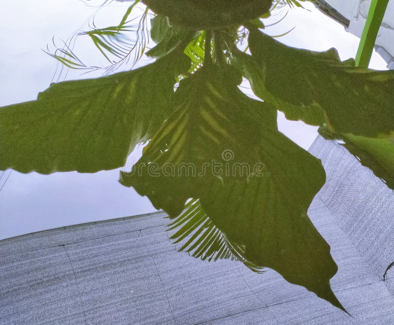 Shadow of Plants in the Fish Pond Stock Image - Image of shadow, plants ...
