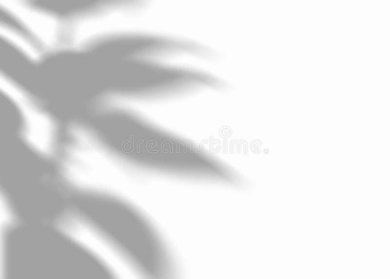 Shadow from Plants, Leaves, Overlay Effect. Realistic Gray Shadow on ... Shadow from Plants, Leaves, Overlay Effect. Realistic Gray Shadow on ...