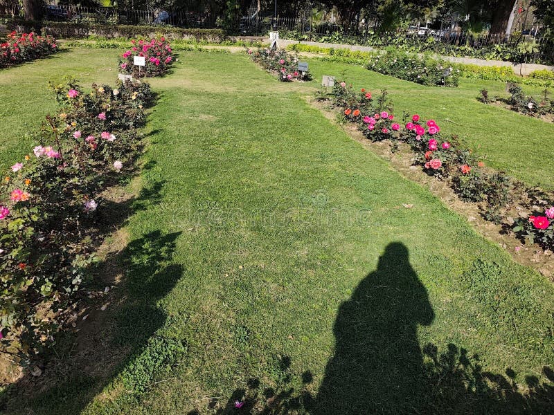 Shadow of Plants and People in the Park Stock Photo - Image of soil ...