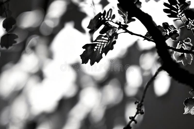 Shadow Play a Close Up of a Shadow Cast by a Tree Branch with in Stock ...