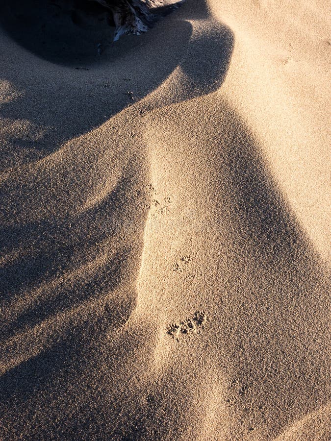 Sand, Footprint, Shadow, Geology Picture. Image: 112840821