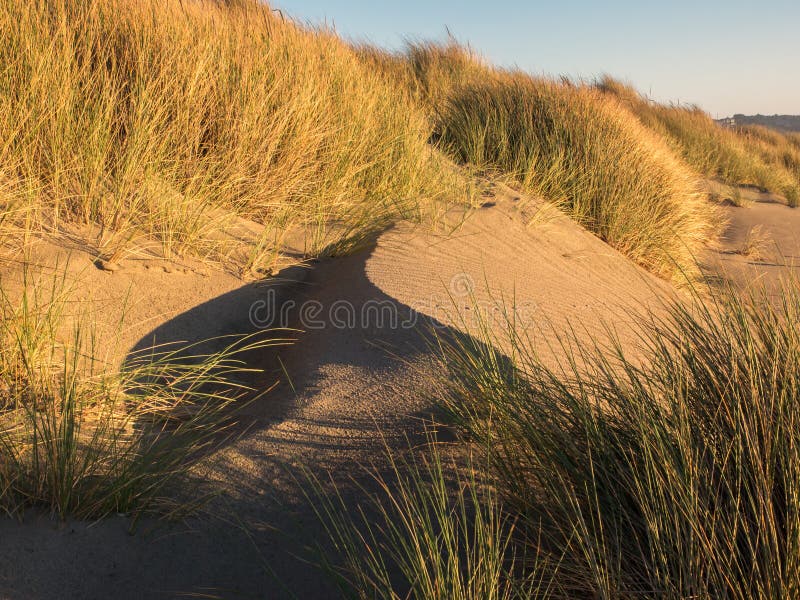 Shadow play on sand dune stock image. Image of beach - 45438915