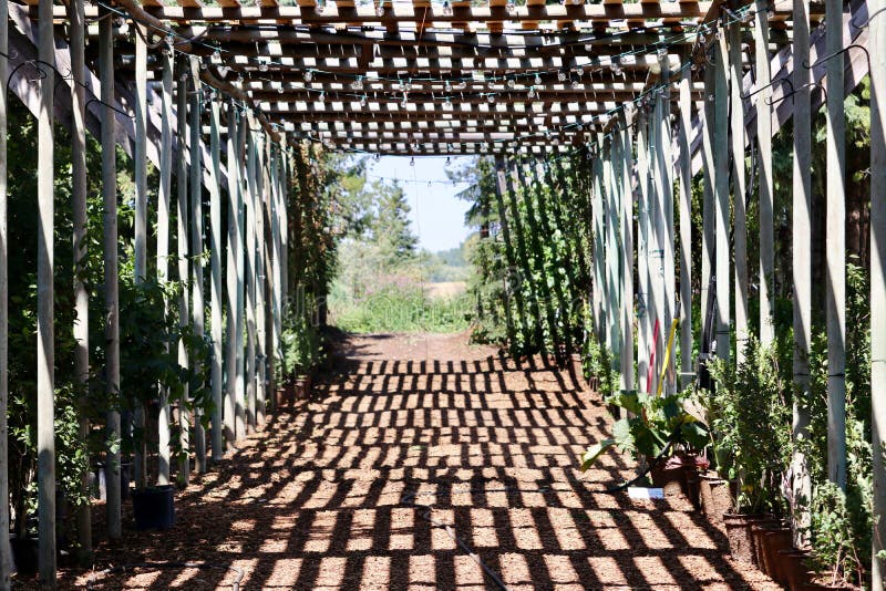 Shadow Play in an Wood Arbour Covered Walkway Stock Image - Image of ...