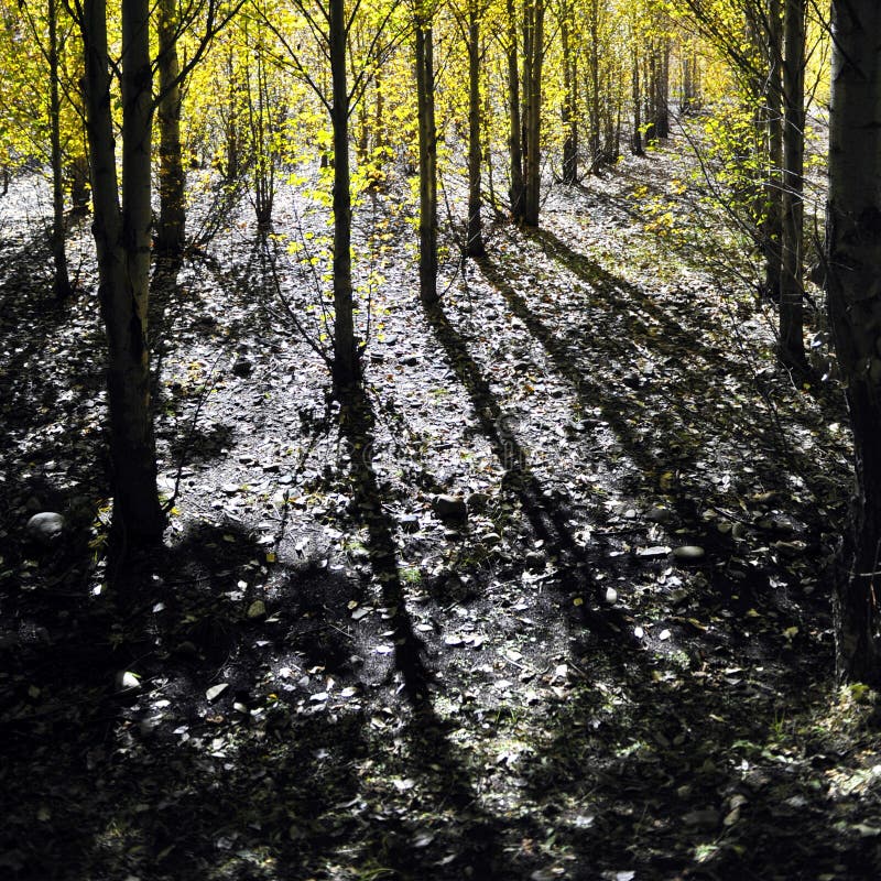 Shadow of Poplar Trees stock image. Image of plantationforest - 40718359