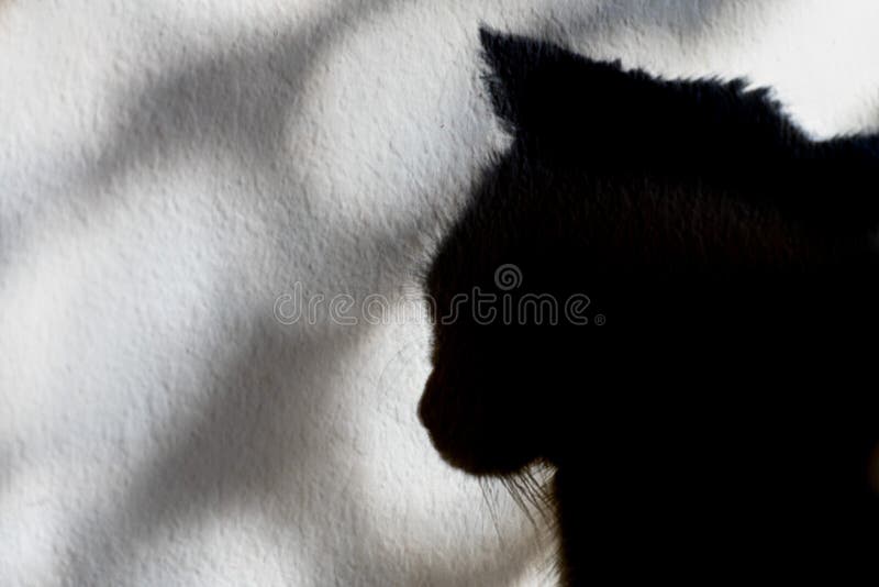 Shadow of the Profile of a Cat Head on the Wall Stock Image - Image of ...