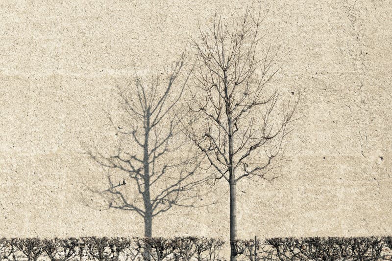 Shadow Projection from Tree Bare Branches on Concrete Wall Textured ...