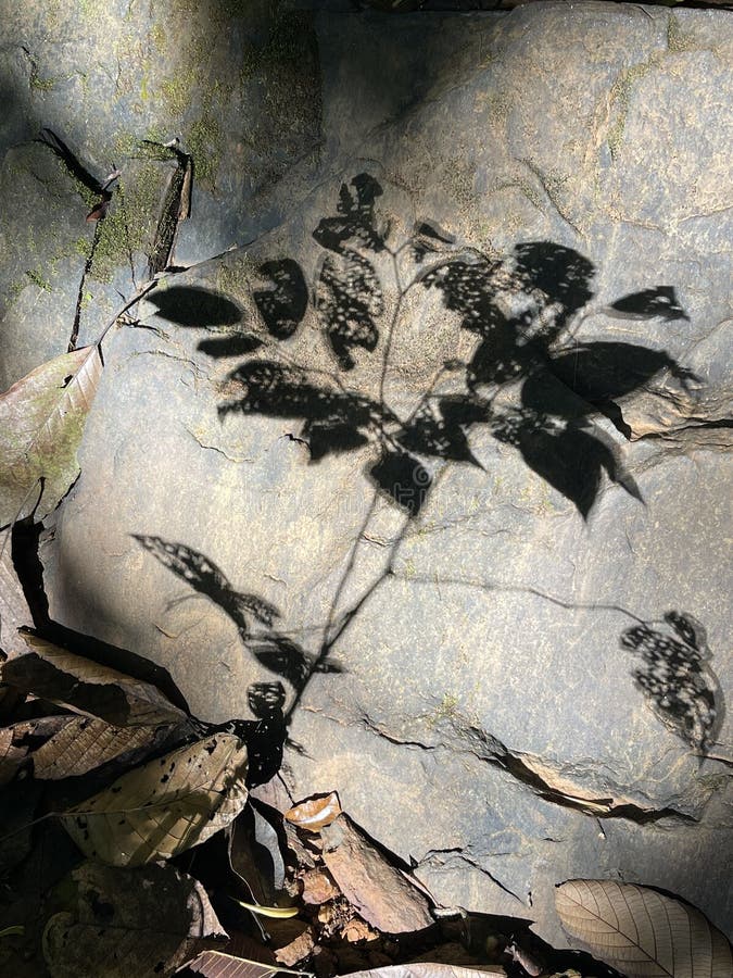 Shadow Puppets in the Forest Stock Photo - Image of shadow, drawing ...