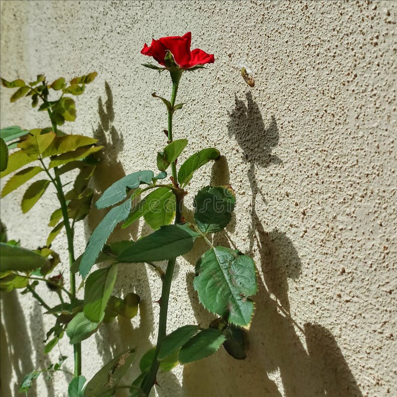 Shadow of a red rose stock photo. Image of beauty, wall - 145533498
