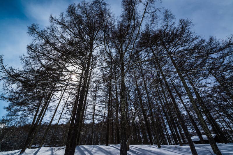 Shadow Reflected on the Snow Surface Stock Photo - Image of sunny, soft ...