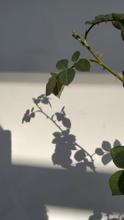 A Shadow of a Rose Branch Cast on a White Wall in Soft Lighting ...