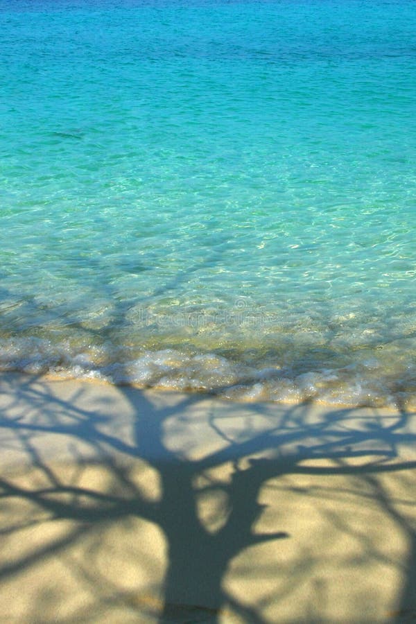 Shadows tree at sea stock image. Image of beach, ocean - 17621397