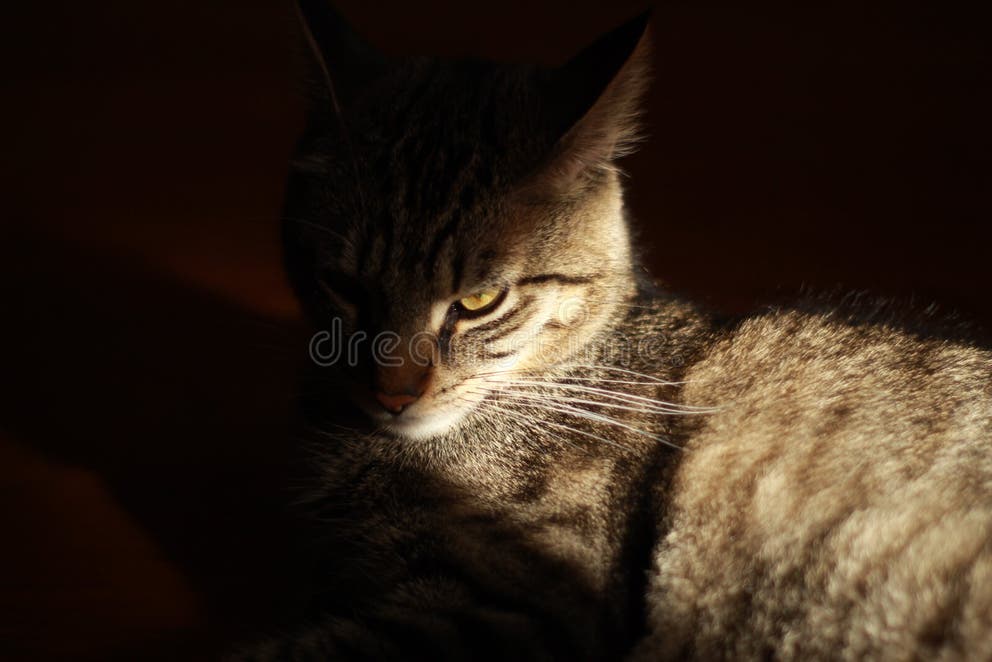 Shadow stock image. Image of grey, samson, kitten, shadow - 119289743