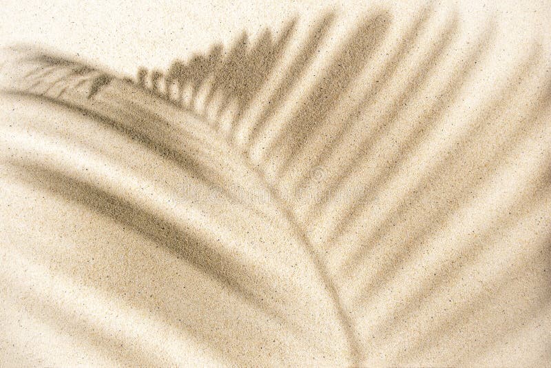Shadow on sand stock image. Image of branch, palm, exotic - 171706907