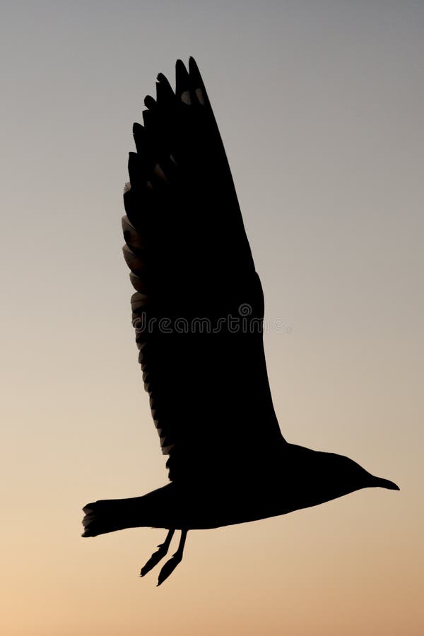 Shadow of Seagull Fly Silhouette Stock Photo - Image of silhouette ...
