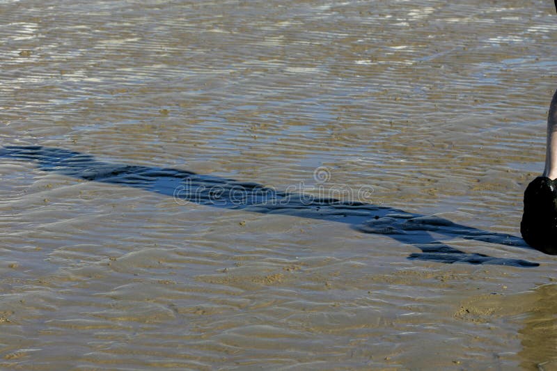 Shadow on the Seaside Sand: a Harmony of Light, Waves, and Natural ...
