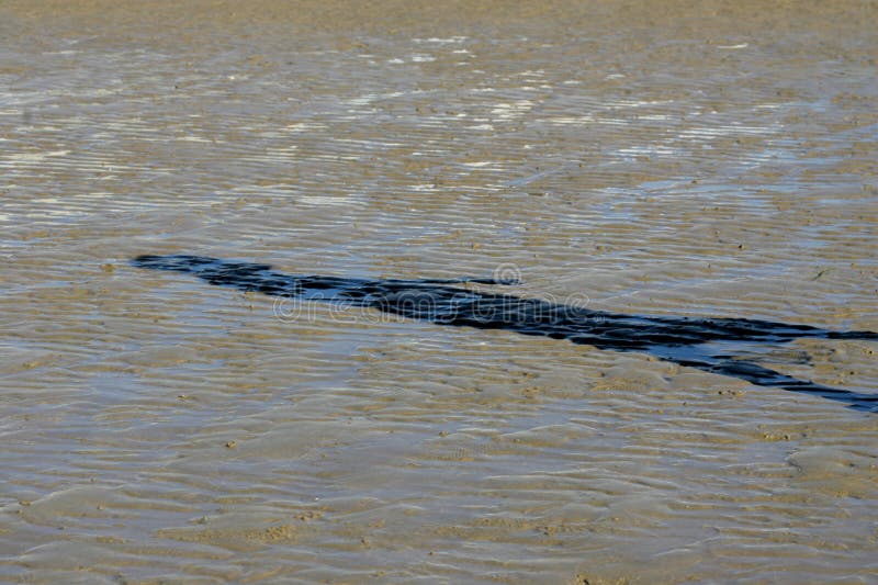 Shadow on the Seaside Sand: a Harmony of Light, Waves, and Natural ...