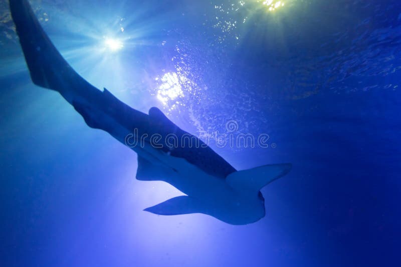 Shadow of the Shark Underwater Stock Image - Image of enjoy, grey ...