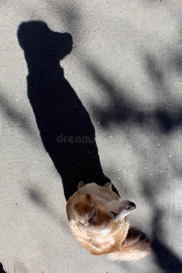 Shadow stock image. Image of poodle, doodle, golden, retriever - 52073143