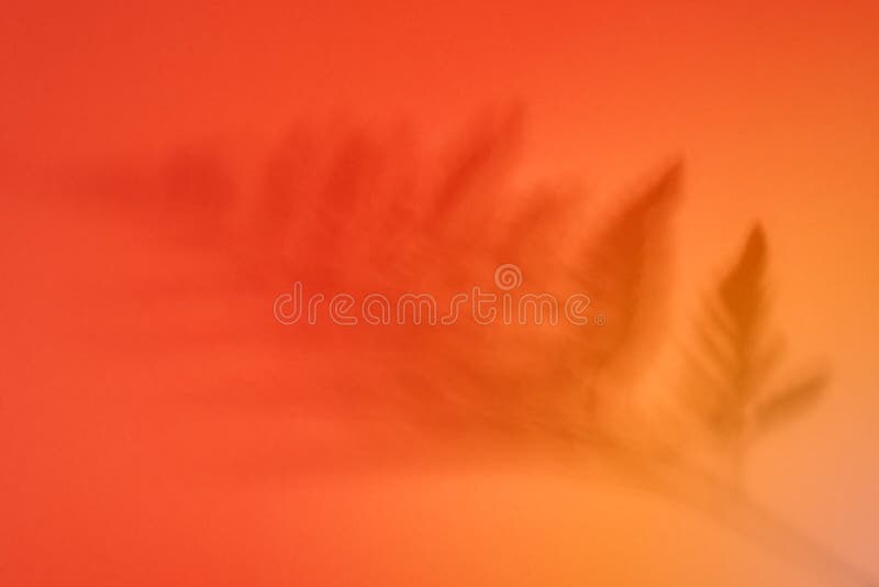 Shadow Silhouette of Fern Leaf on a Bright Orange Background. Botanical ...