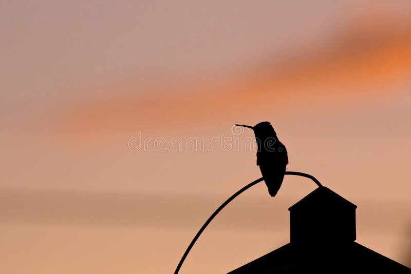 Shadow Silhouette of Hummingbird at Sunset Stock Photo - Image of ...