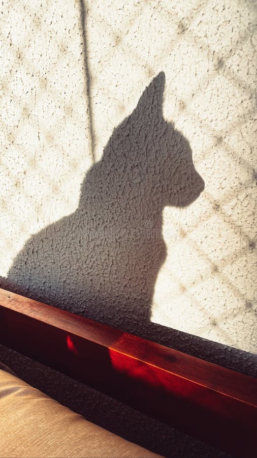 The Shadow of a Sitting Cat on a Crispy Texture Wall Stock Image ...