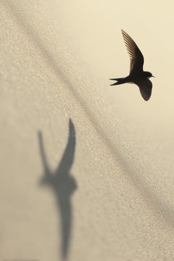 Shadow of Small Bird Passing Over Sand with Soft Light Creating Calm ...