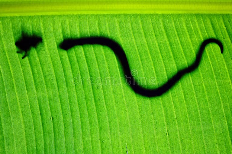 Shadow of snake stock image. Image of rain, leaf, coldblooded - 29834043