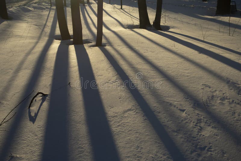 Shadow on Snow. Shadows from Trees in Snow Stock Photo - Image of land ...