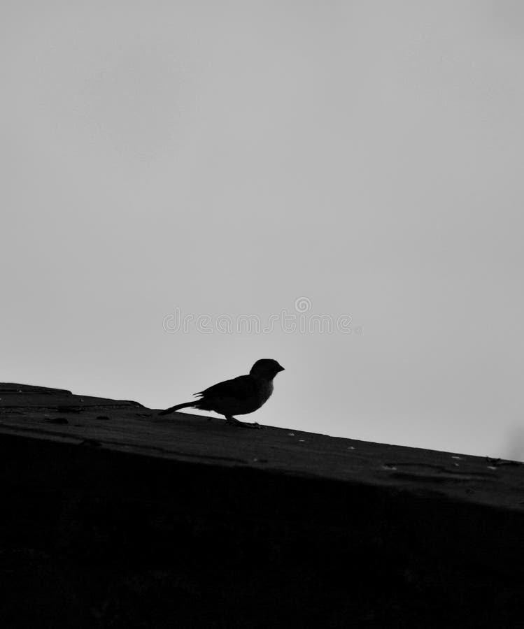 Shadow of the Sparrow stock image. Image of finch, cirl - 44581261