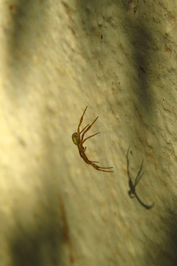 Shadow of the Spider stock image. Image of creatures - 58763323