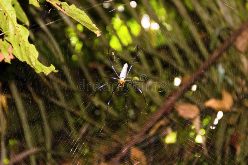 A Shadow Spider on a Web in the Rainforest Stock Image - Image of ...