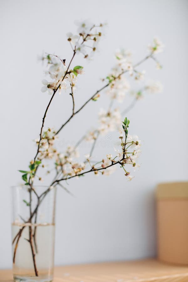 Shadow Spring Background Cherry Flowering Branch Natural Stock Image ...