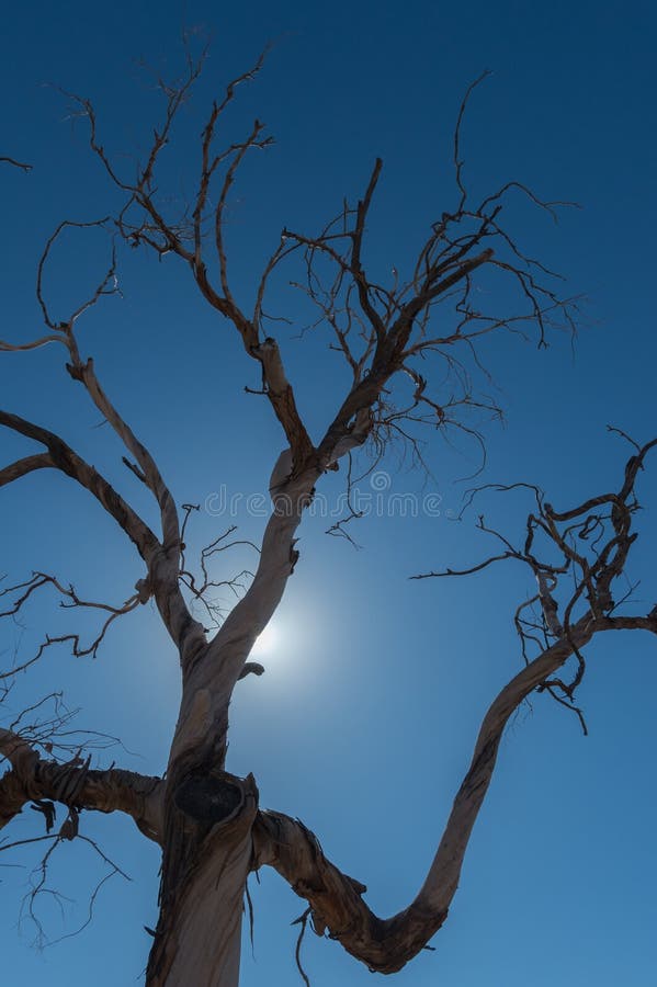 Old Dead Tree Backlit by the Sun Stock Image - Image of cloud ...