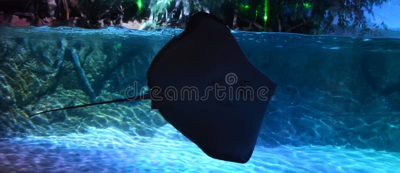 Shadow of a Stingray stock image. Image of predator, animals - 54455433