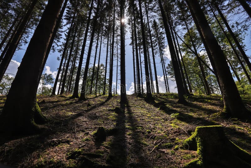 Shadow and sun forest stock image. Image of germany - 159933181